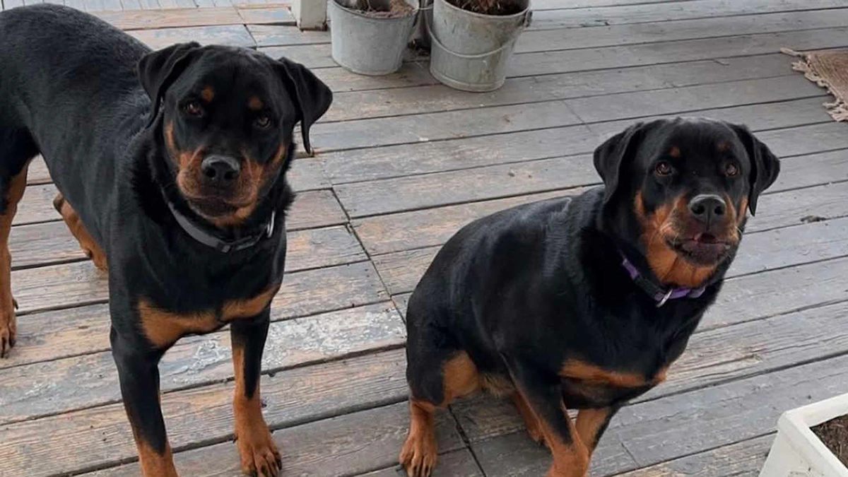 Torrington Family Says Rottweilers Were Mutilated And Dumped In The ...