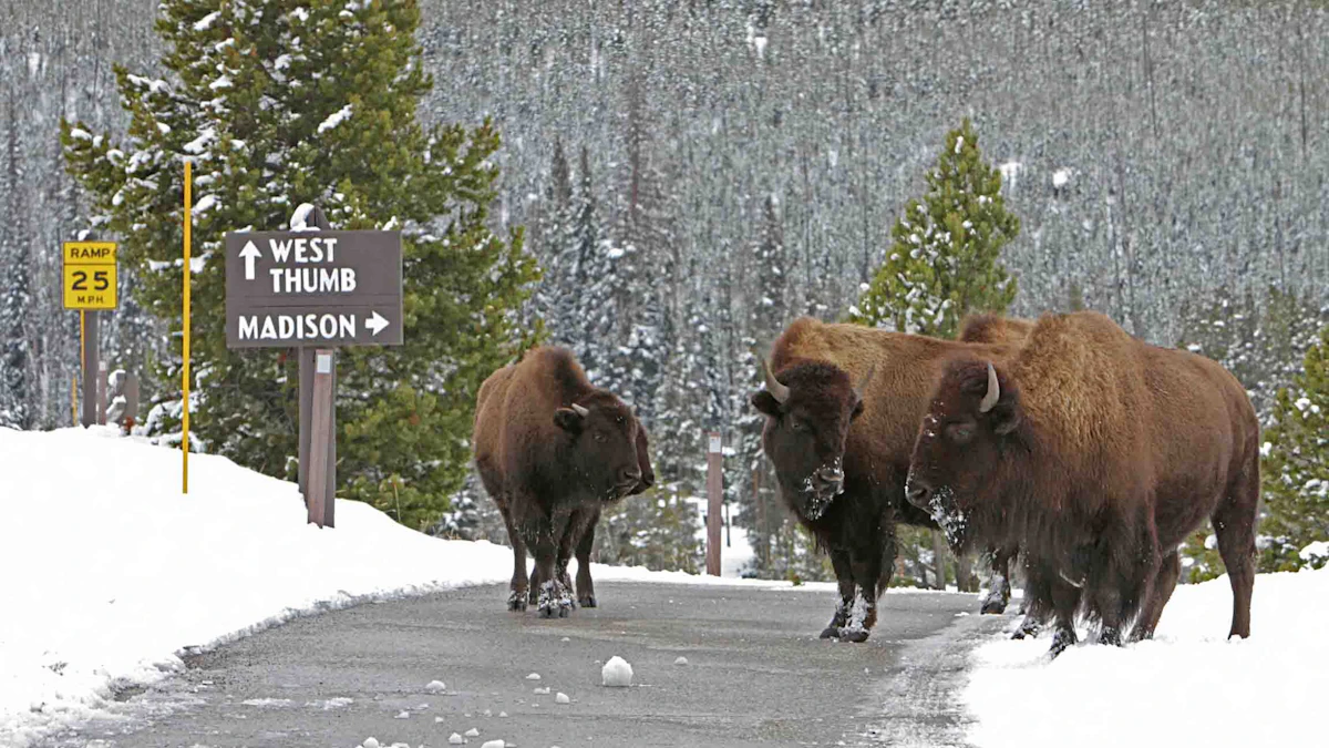 Merry Christmas! Yellowstone To Get June Snowstorm As Cold Front Dips ...