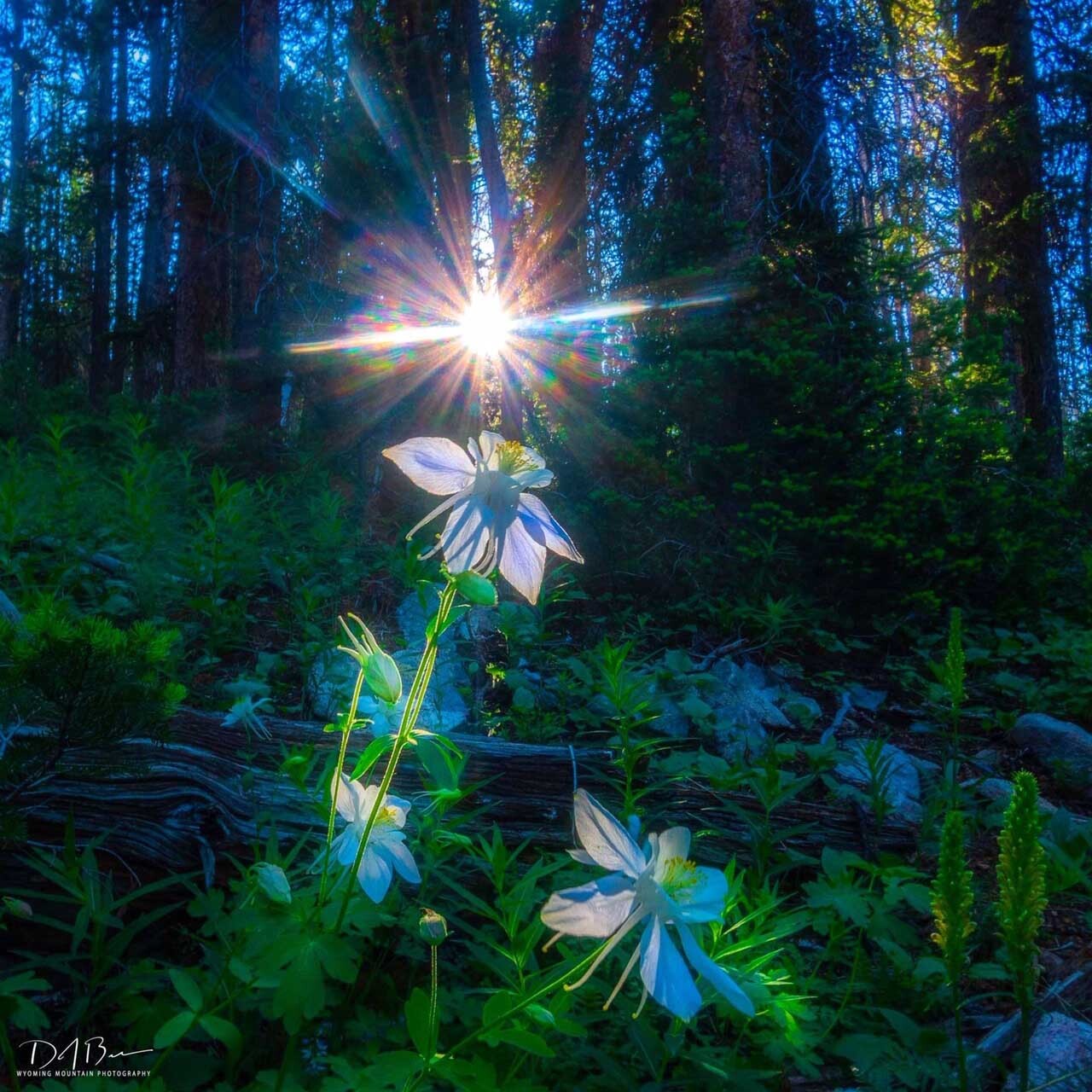 Your Wyoming Sunrise: Thursday, July 8, 2021 | Cowboy State Daily