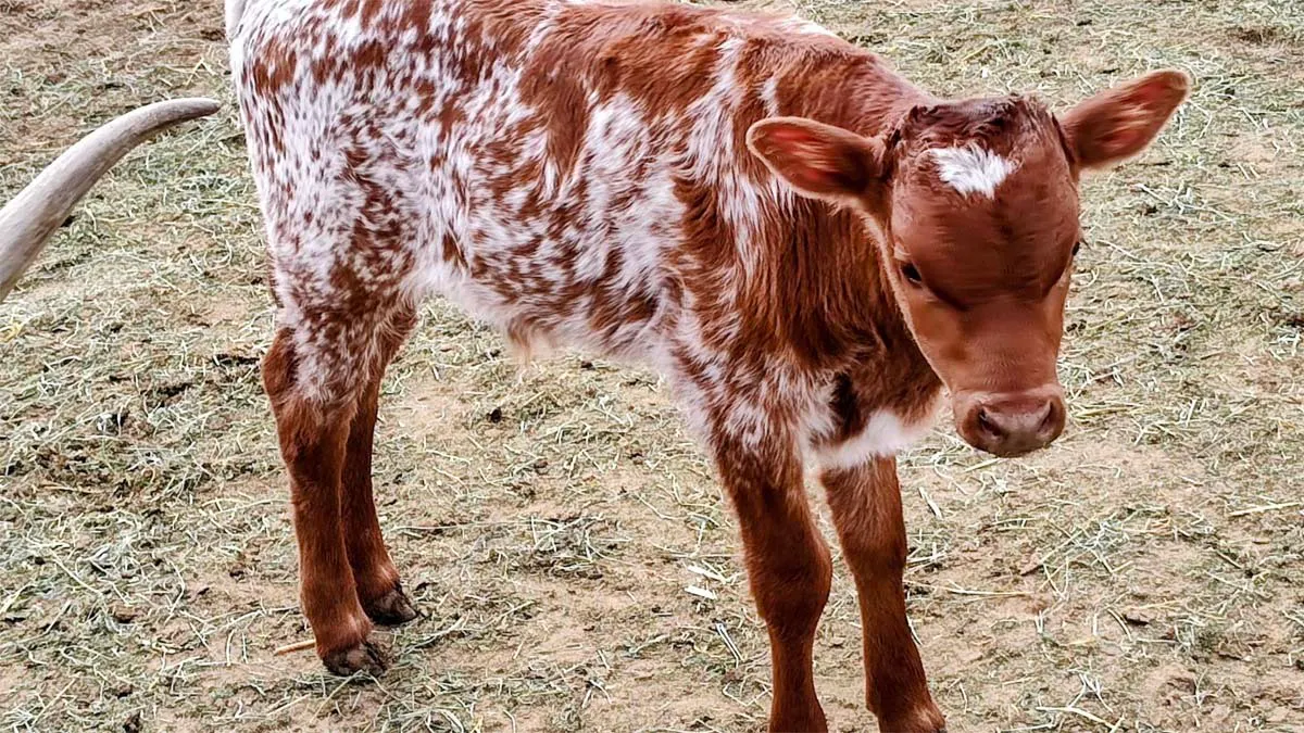 Old Reliable: Sweetheart The Longhorn Cow Has Produced 20 Calves In 20 ...