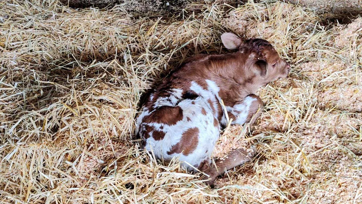 Old Reliable: Sweetheart The Longhorn Cow Has Produced 20 Calves In 20 ...