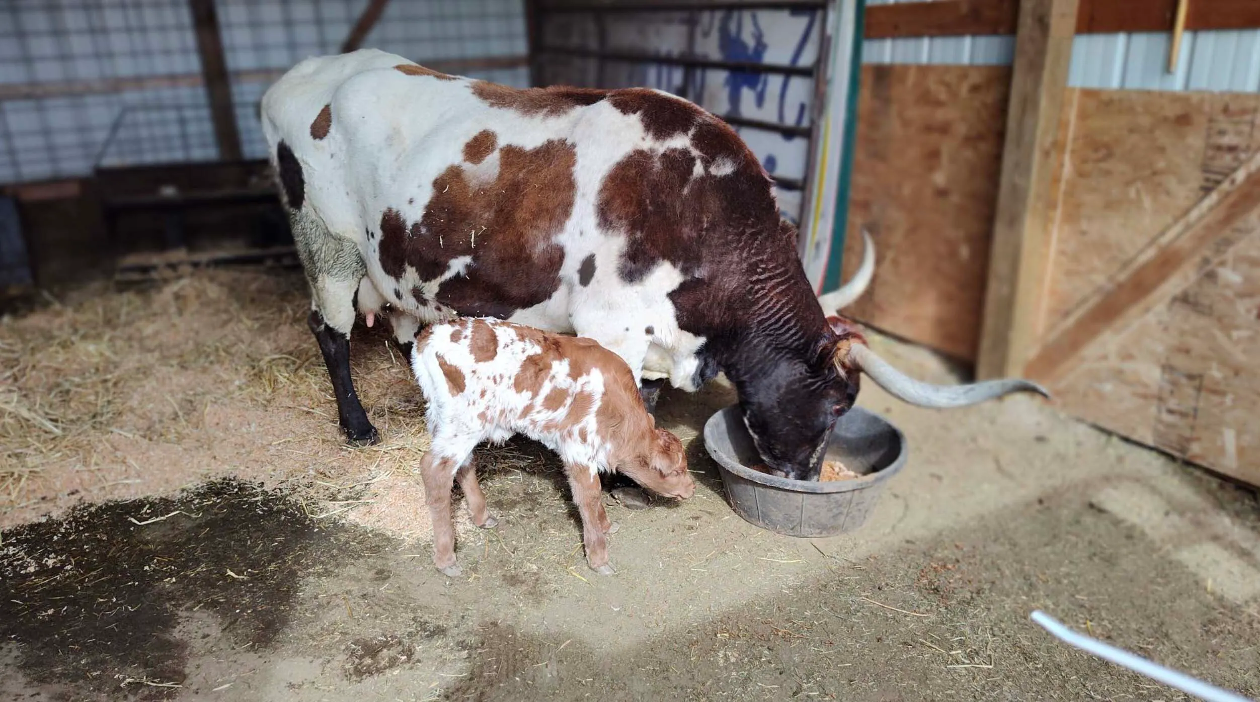 Old Reliable: Sweetheart The Longhorn Cow Has Produced 20 Calves In 20 ...