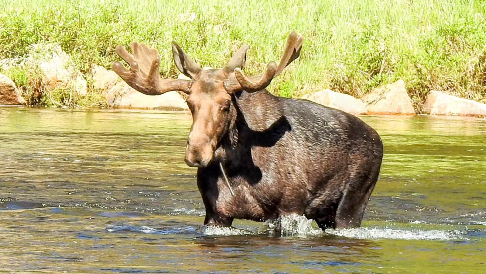 Absolute Tank Of A Moose Turning Heads In Wyoming’s Bighorn Mountains ...