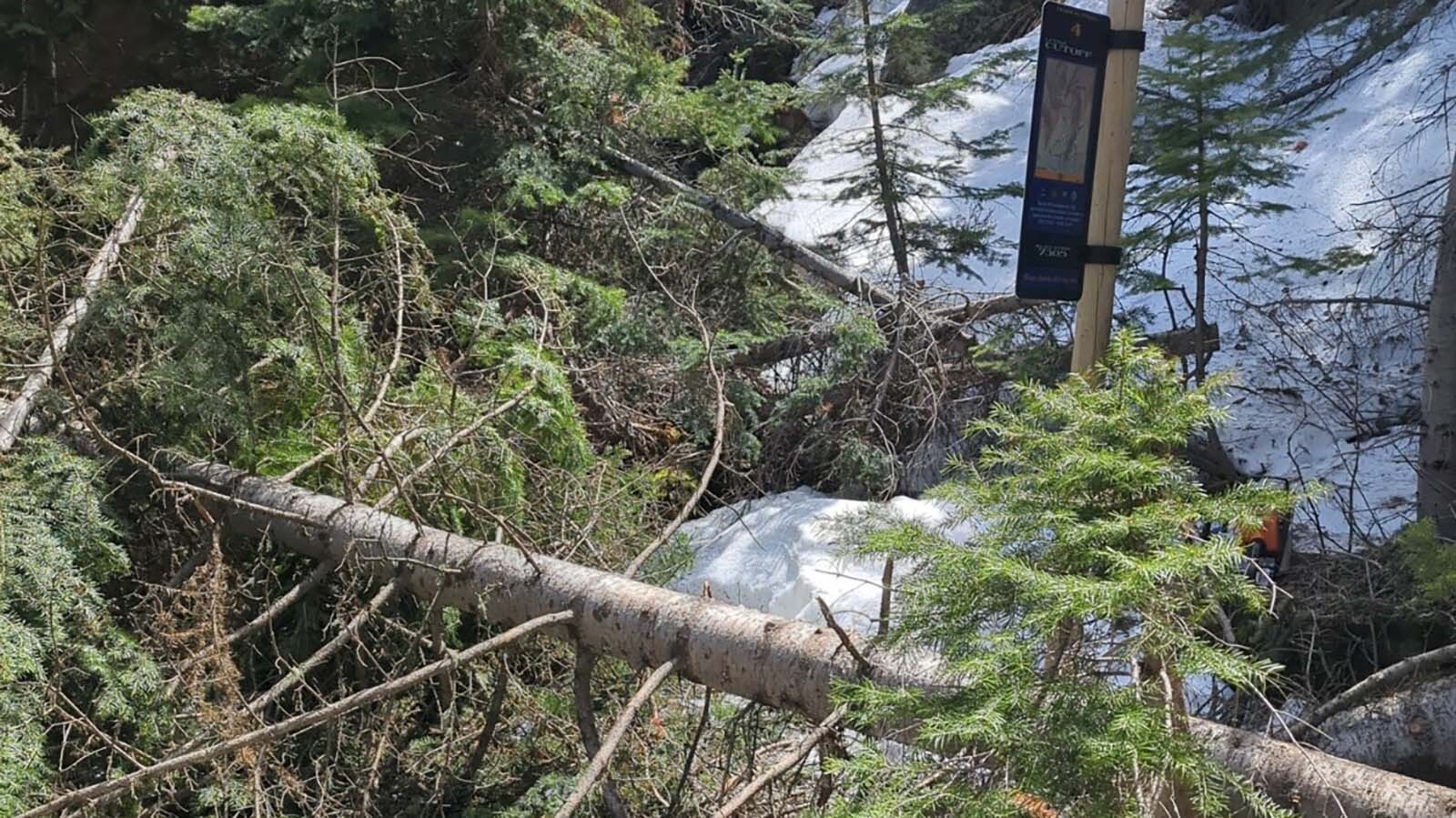 Trees Are Blocking Wyoming Trails, And They Can’t Be Cleared Fast ...