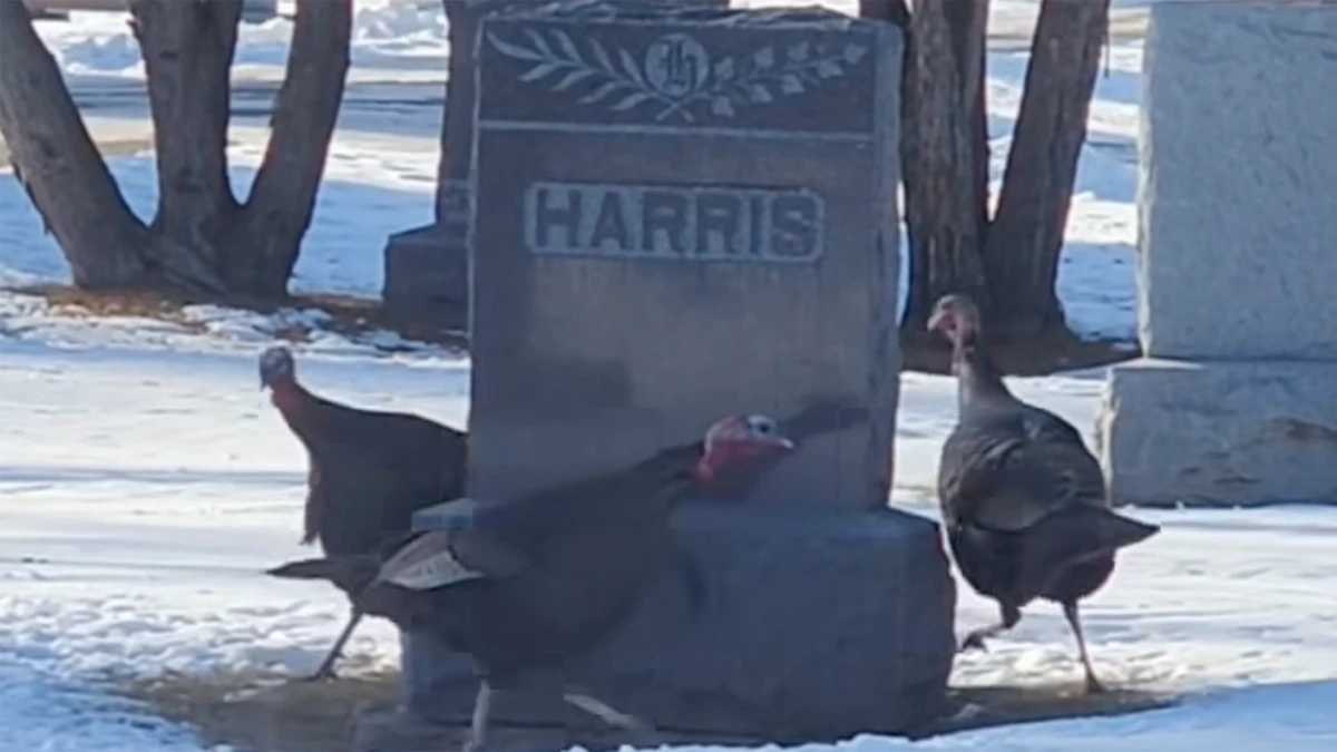 Why Are These Three Turkeys Endlessly Circling A Gravestone? | Cowboy ...