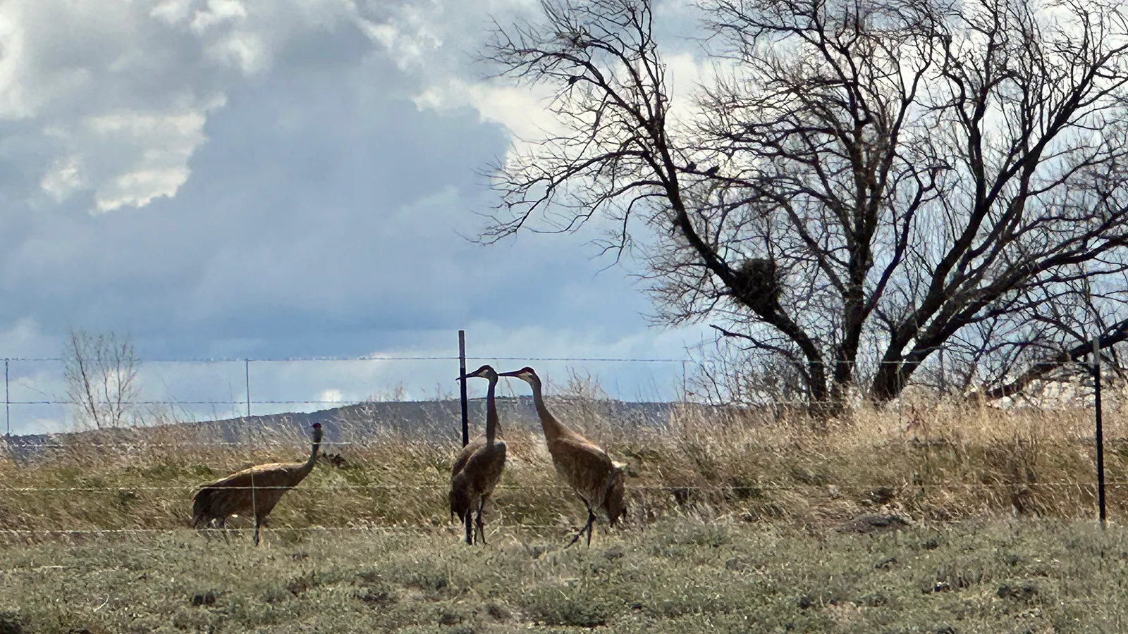 Thousands Of Cranes Pour Into Wyoming For Spring Migration, Even A Few ...