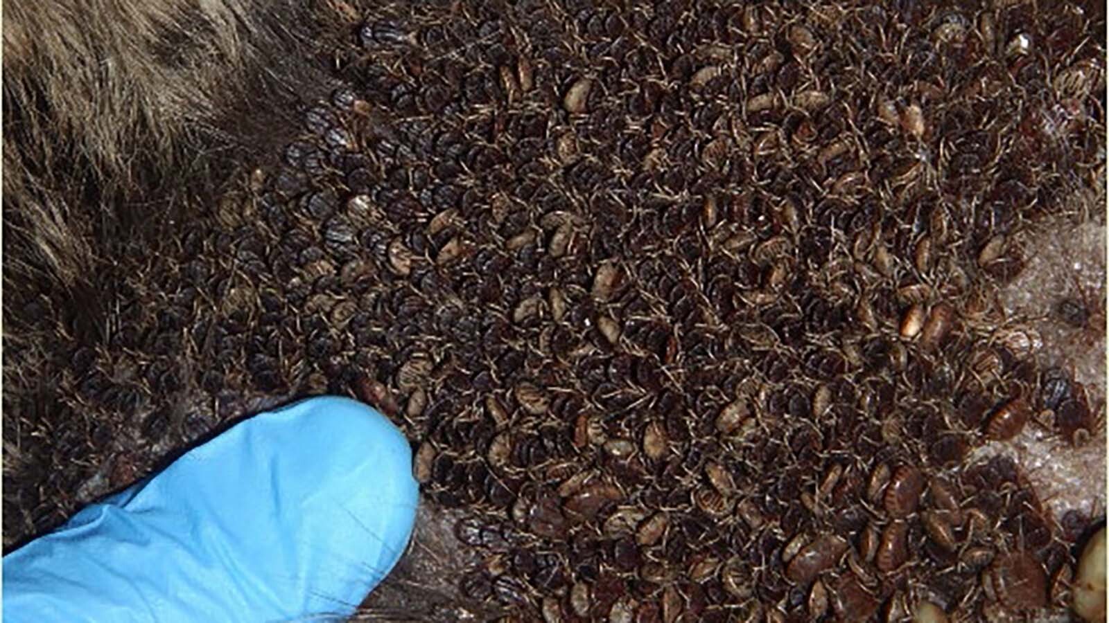 As Tough As Moose Are, Tens Of Thousands Of Ticks Can Bring Them Down ...