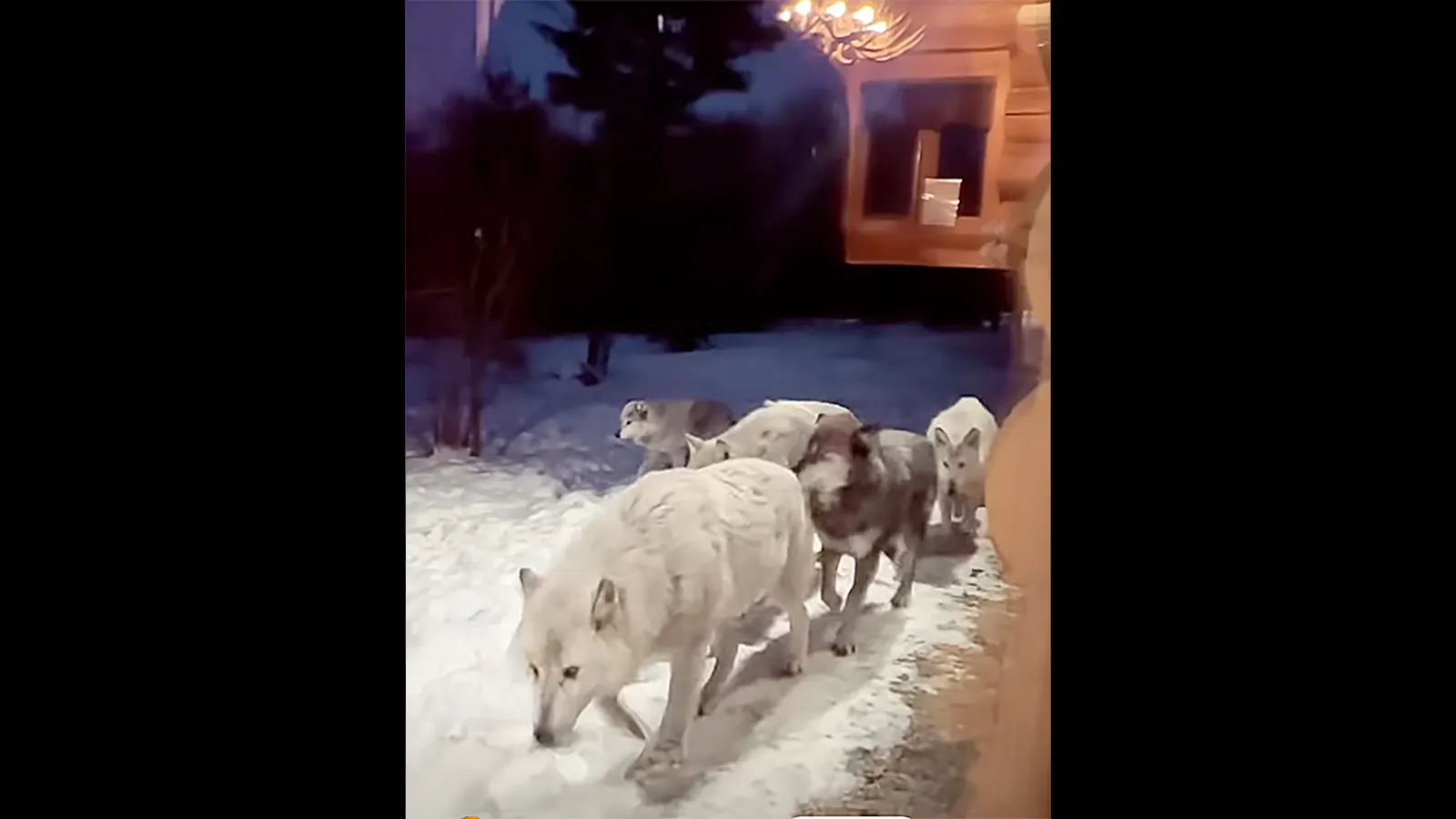 Lodges That Let People "Sleep With The Wolves" A Bad Idea, Wyoming ...