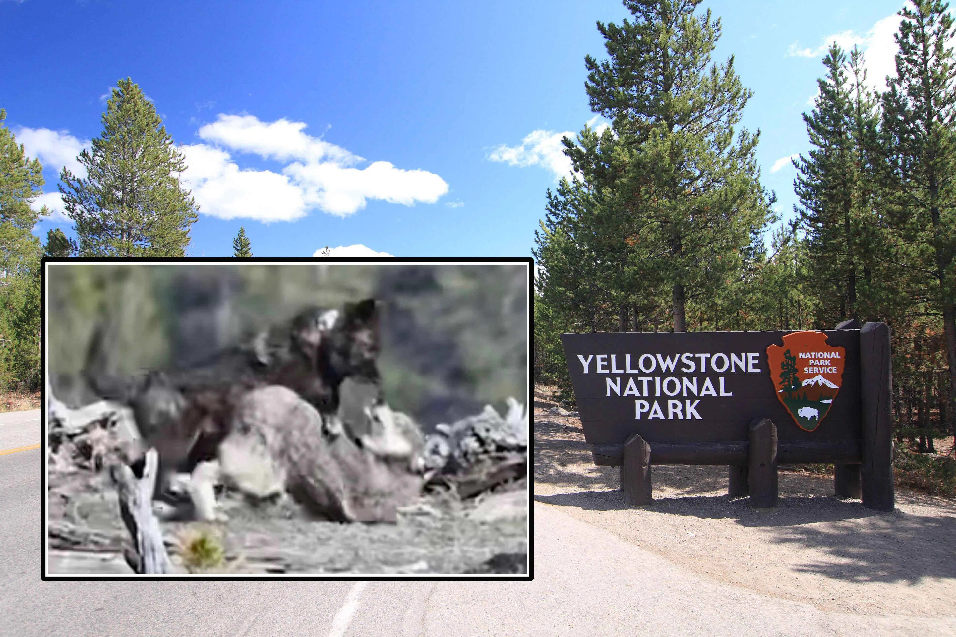 Wolves Putting The Smackdown On Each Other Is How Yellowstone Packs ...