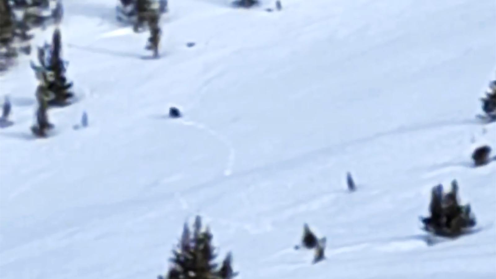 Backcountry Skier Gets Rare Video Of Wyoming Wolverine Tearing Across ...