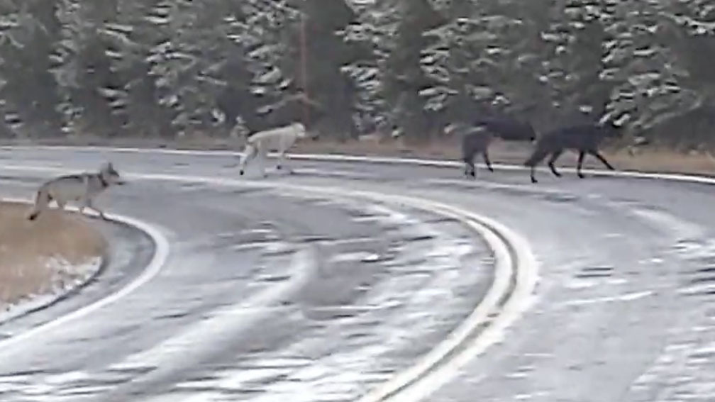 Pittsburgh Family Spots Pack of Wolves; Doesn’t Attempt to Pet or Ride ...